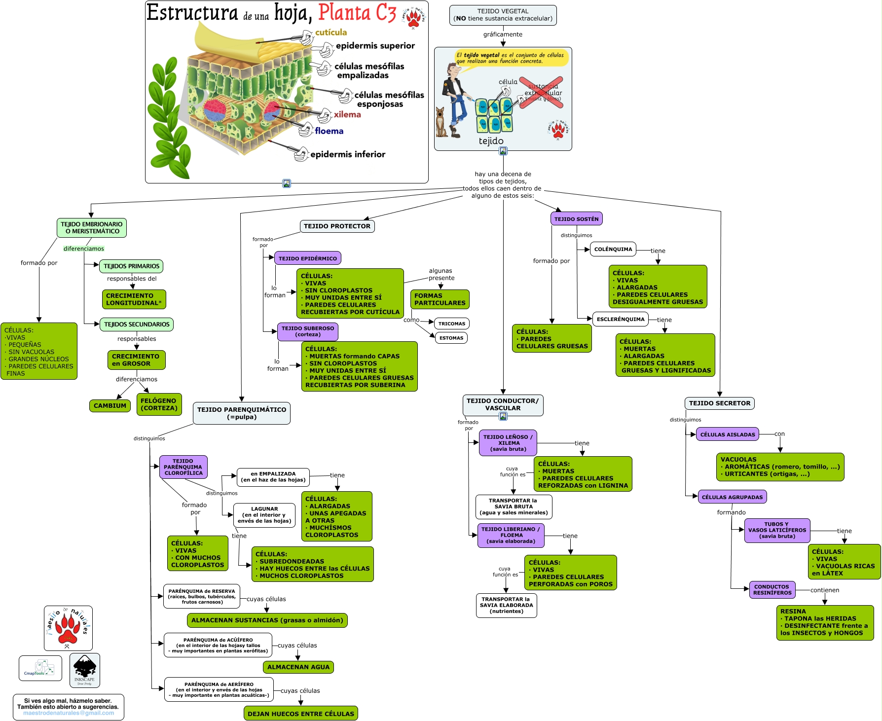 Tema 01.04.05 Tejido vegetales - Tejidos