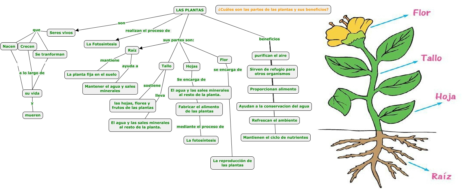 Mapa Conceptual de las Plantas