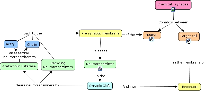 chemical synapse