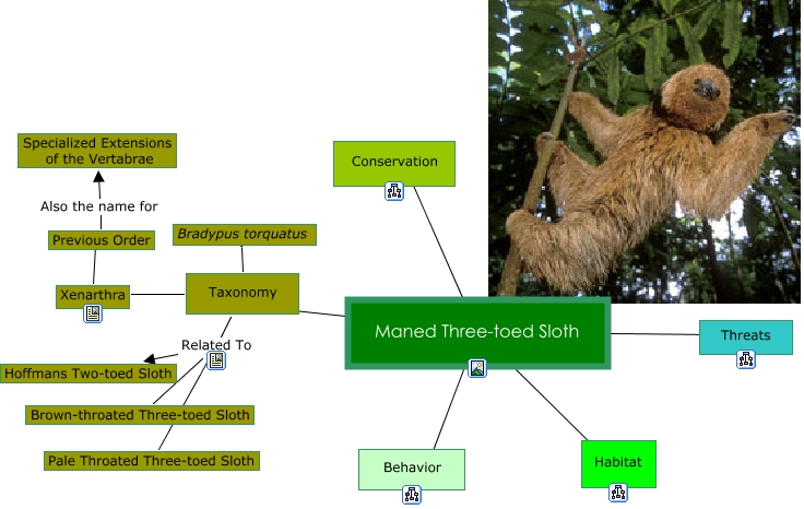 Maned Three-toed Sloth